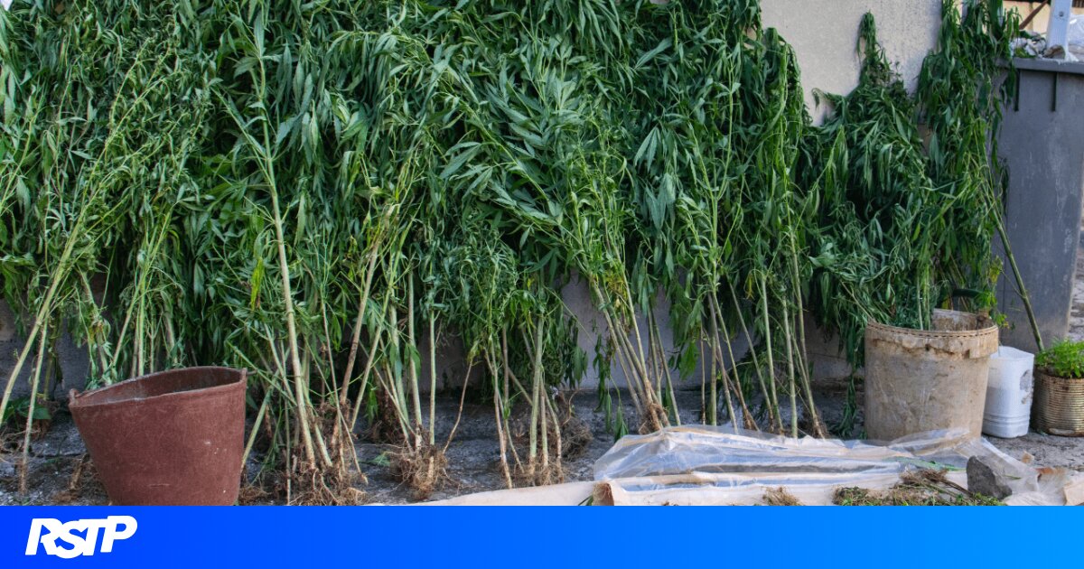 PJ apreende 30 gramas de liamba e detém três homens em flagrante em São ...